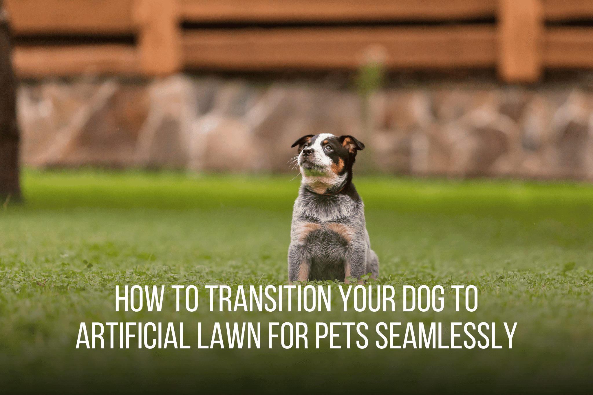 Dog Potty Training on Artificial Grass: A Simple Guide